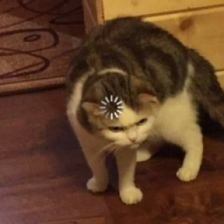 @Loading_Cat | Memes