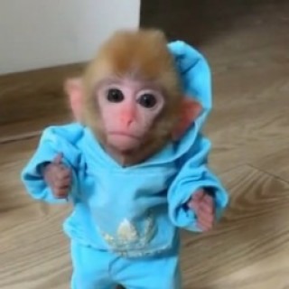 @lol.drip_monkey | Memes