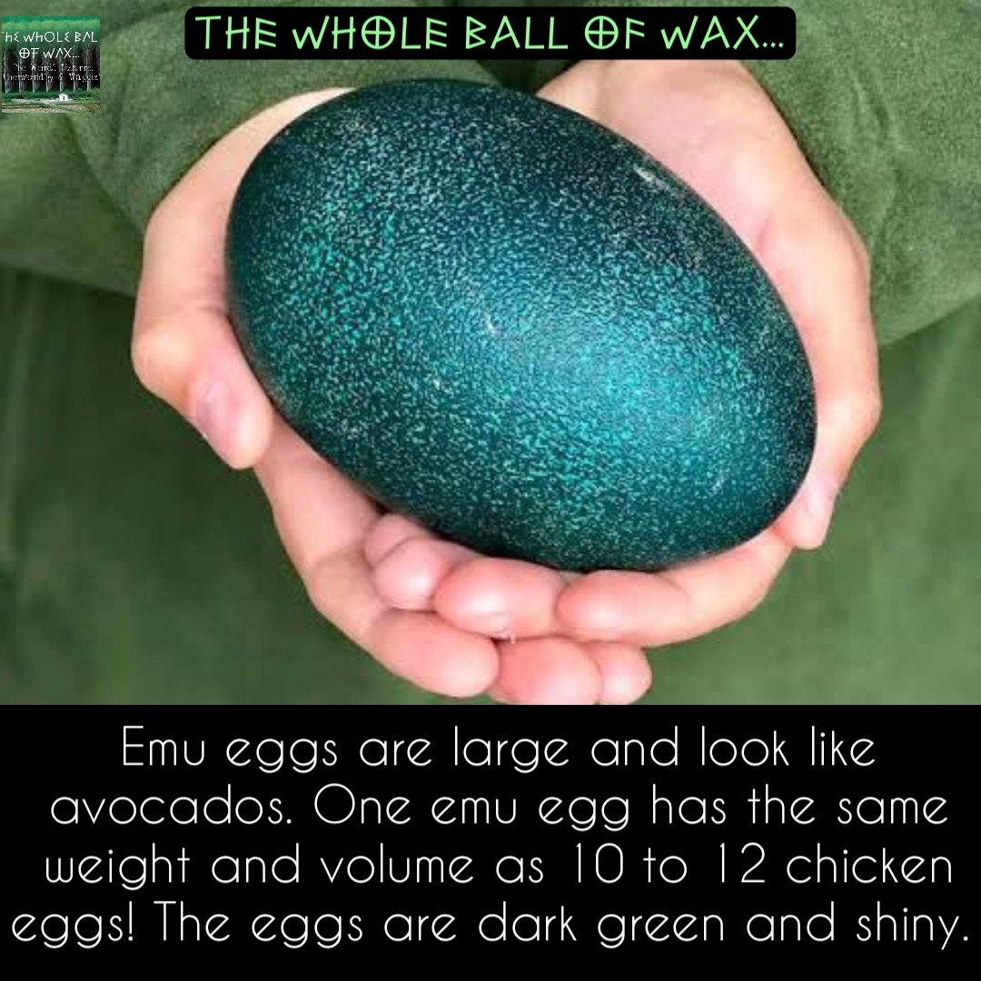 Double tap to edit Emu eggs are large and look like avocados. One emu ...