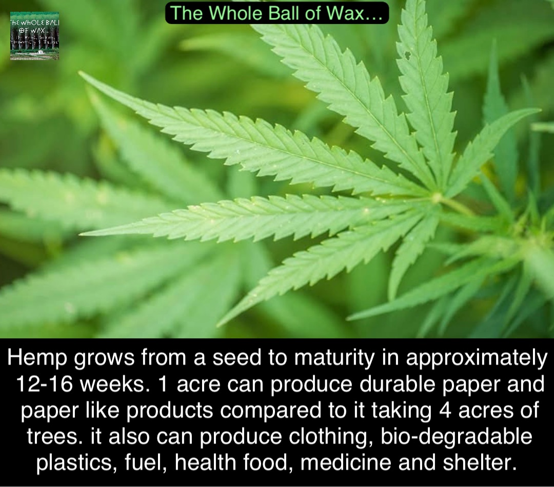 Double tap to edit Hemp grows from a seed to maturity in approximately ...
