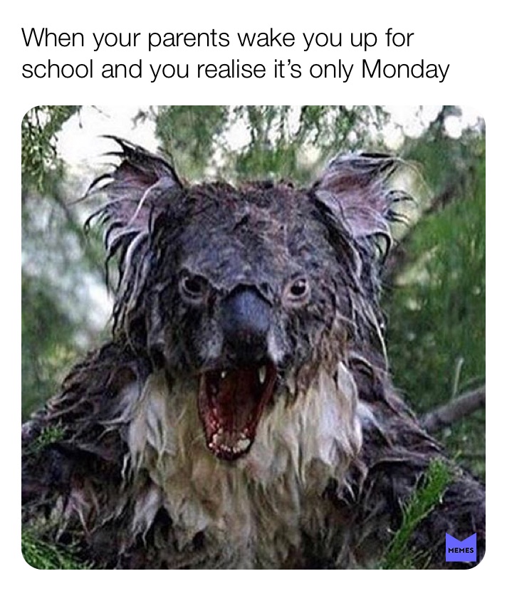 Post by @pudge | Memes