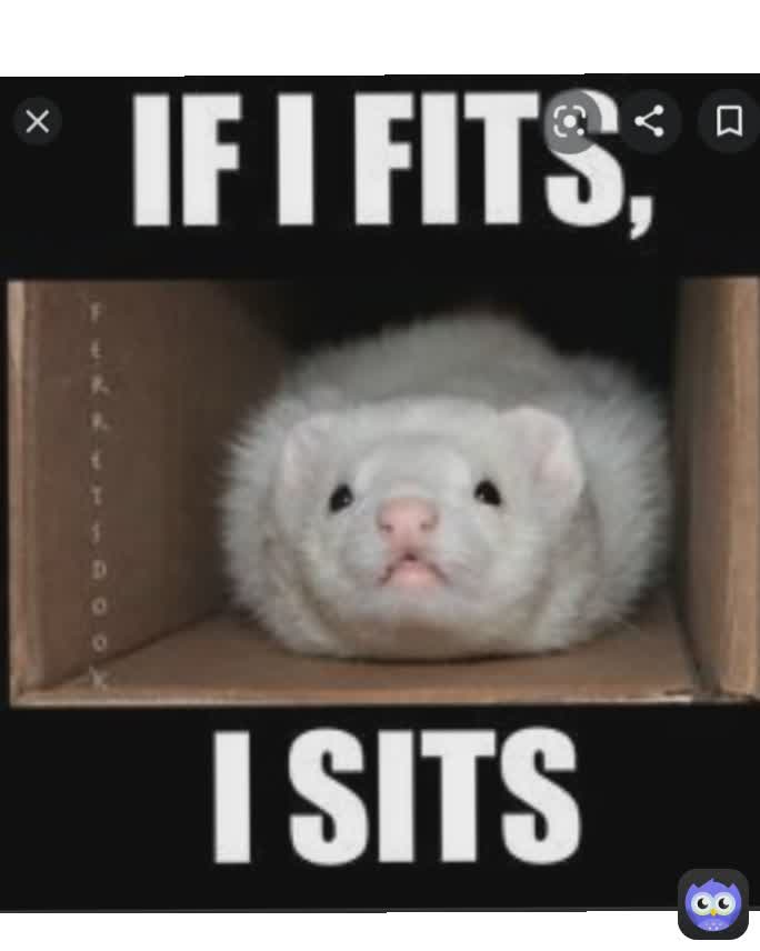 Post by @funny_ferret | Memes