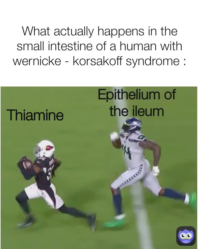 What actually happens in the small intestine of a human with wernicke ...