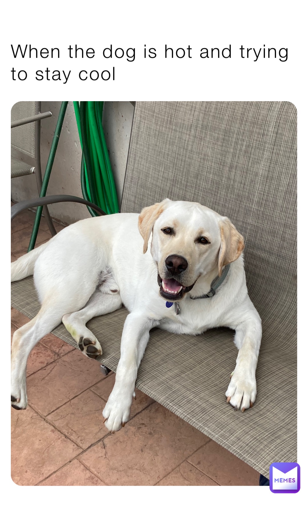 When the dog is hot and trying to stay cool | @robinhood42 | Memes