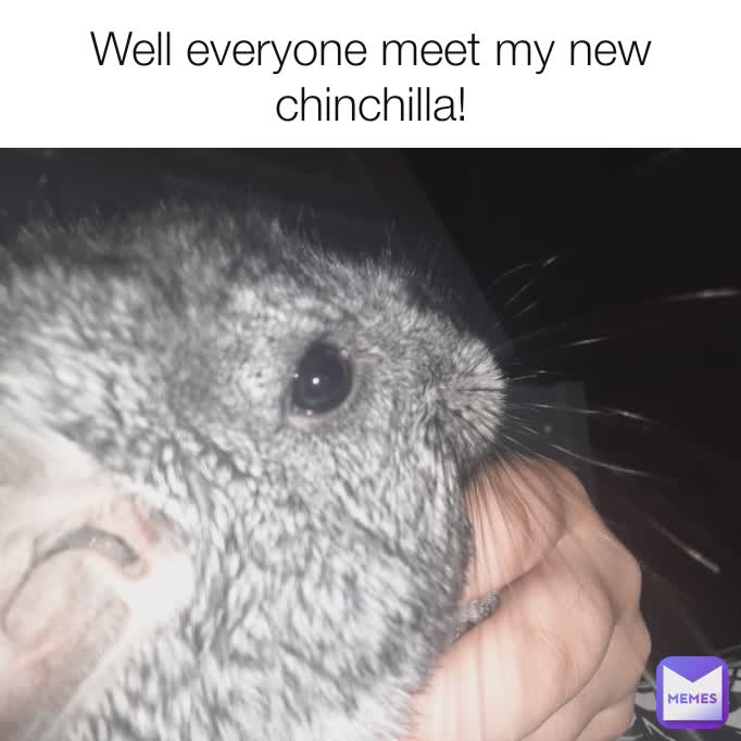 Funny Chinchilla Meme