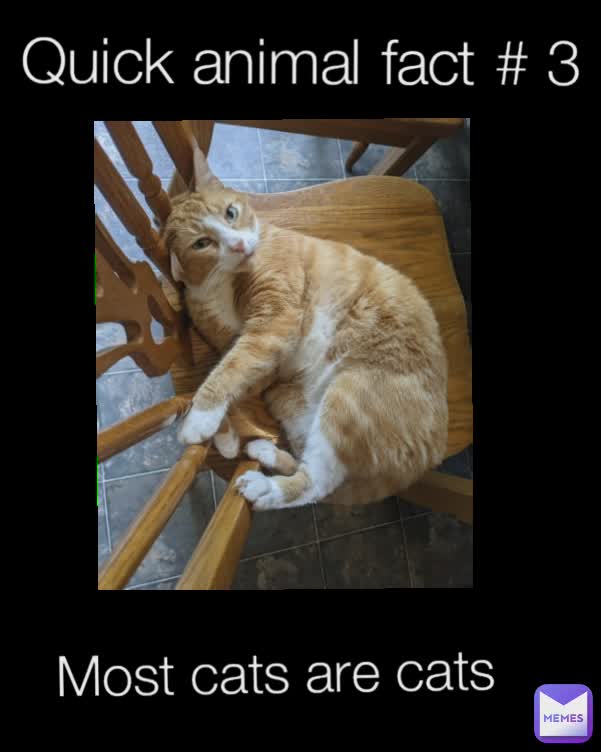 Quick animal fact # 3 Most cats are cats | @frogress_high | Memes