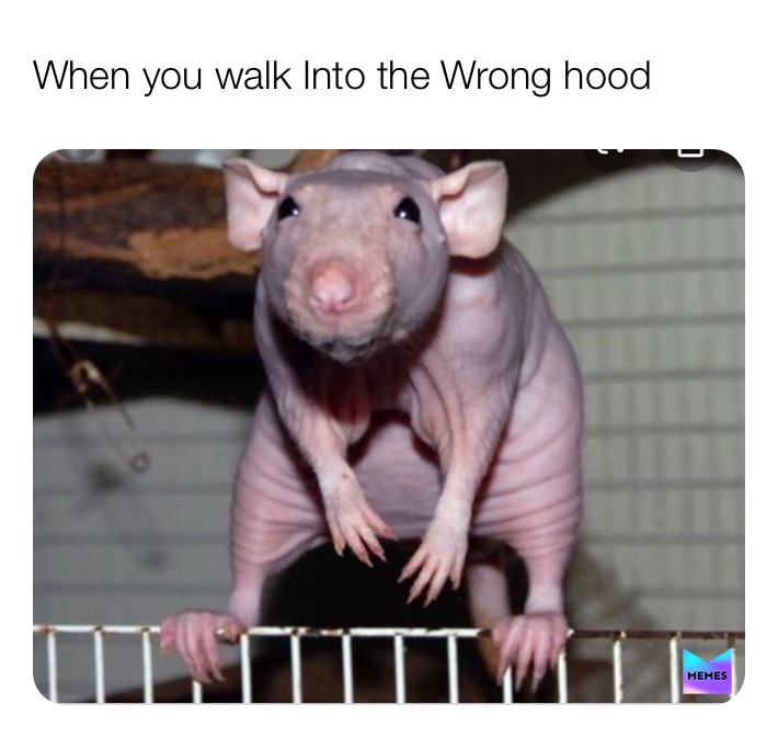 Post by @hello_my_fellow_noobs | Memes