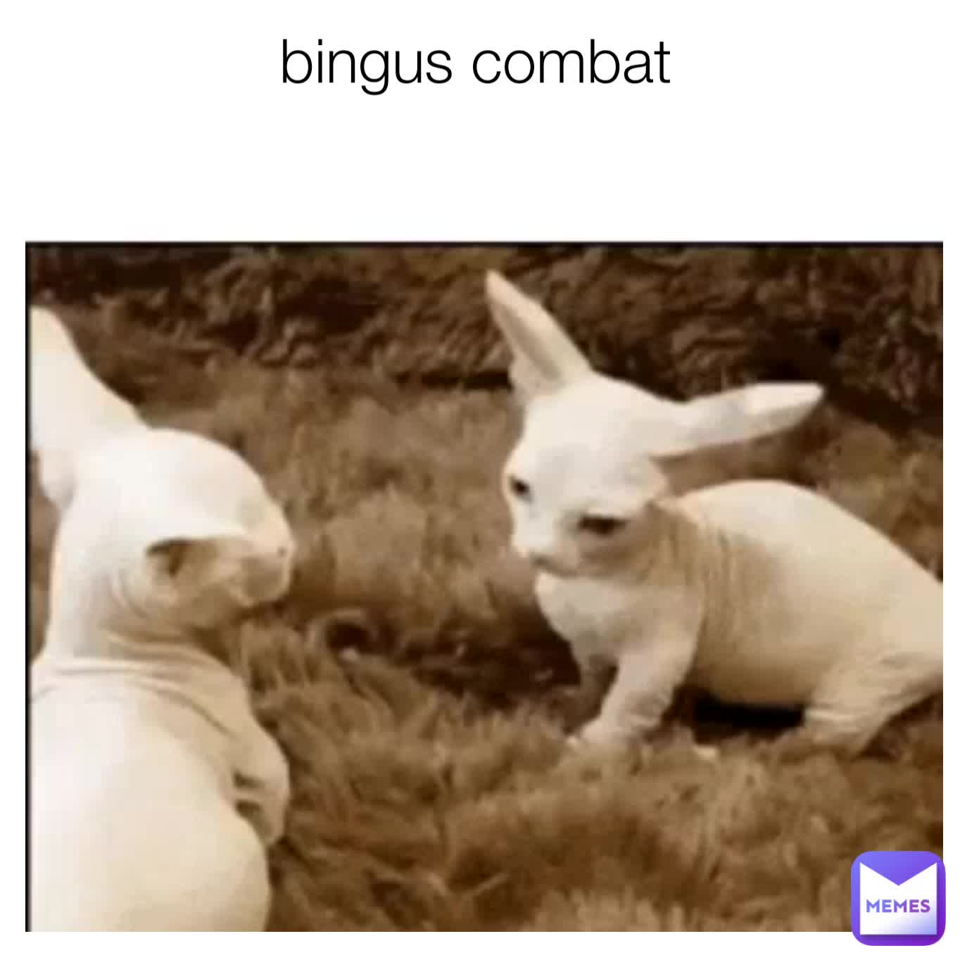 bingus combat | @Thundergod7787 | Memes