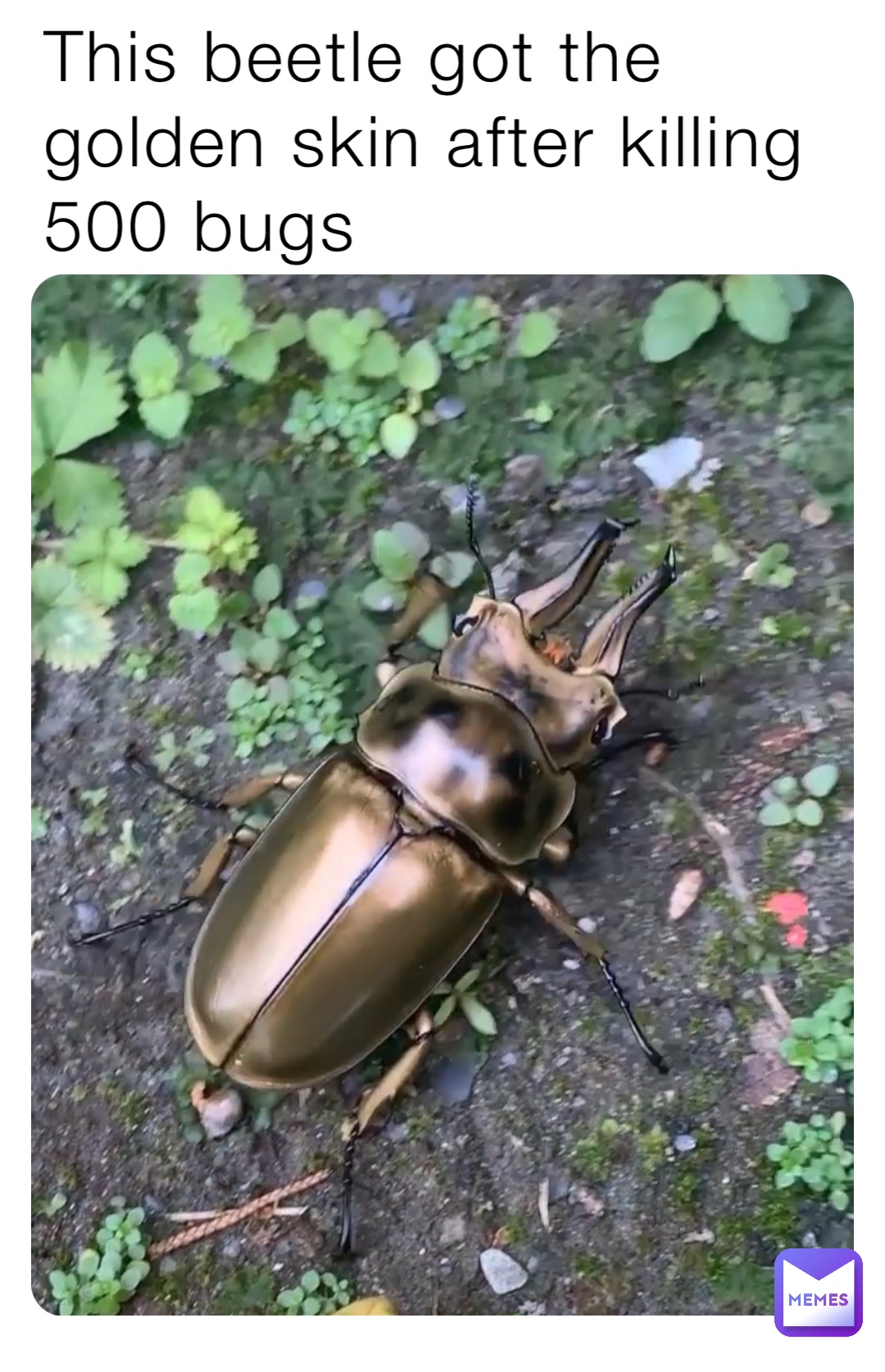 This beetle got the golden skin after killing 500 bugs | @TheRealSCP ...