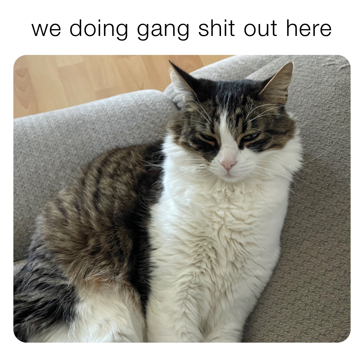 we doing gang shit out here | @oceanofthought | Memes