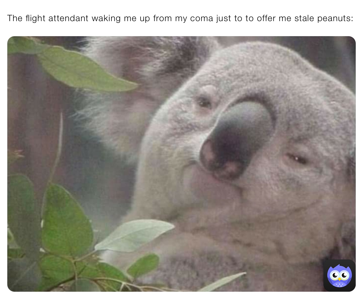 The flight attendant waking me up from my coma just to to offer me ...