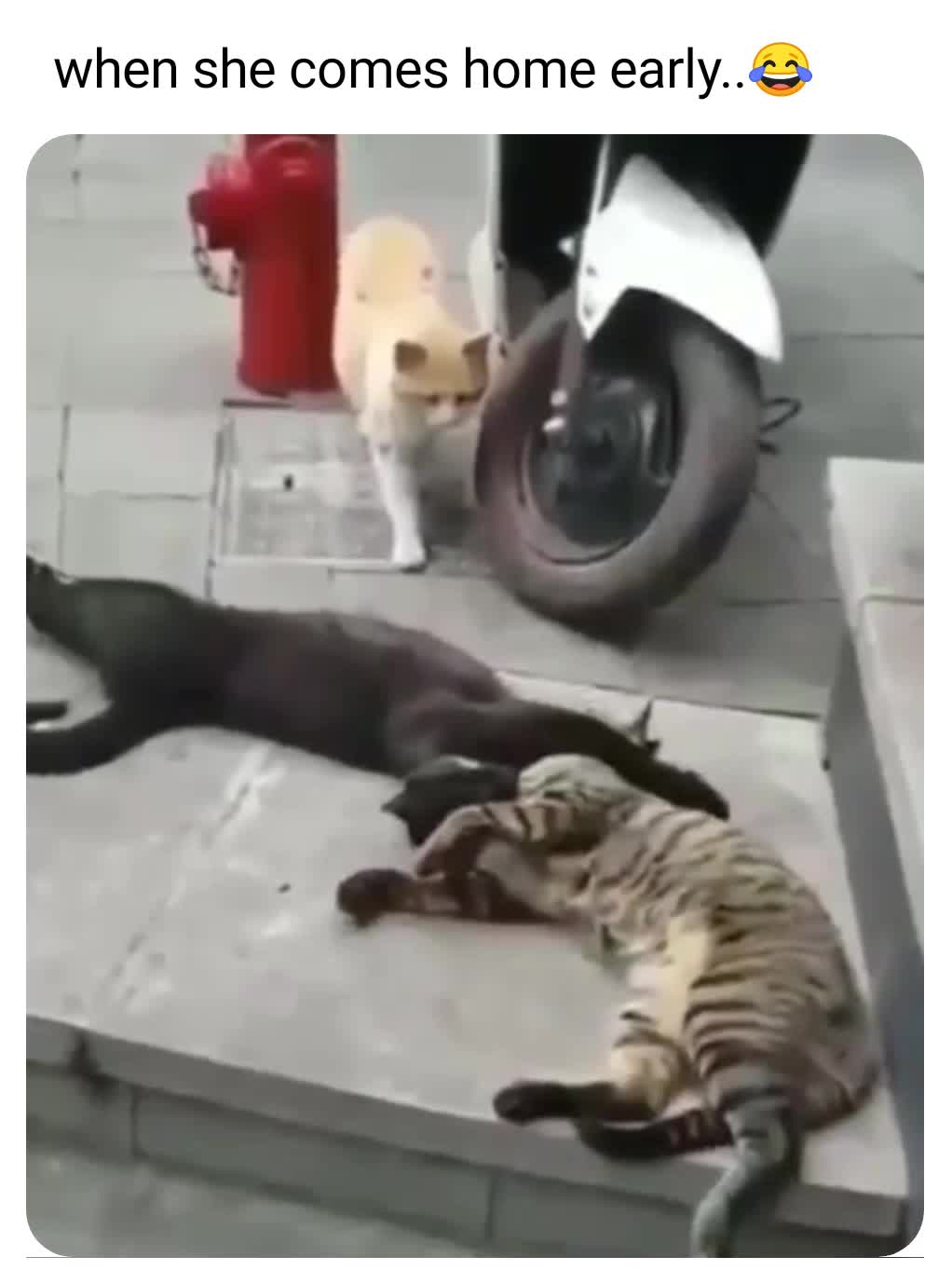 Post by @am..ir | Memes