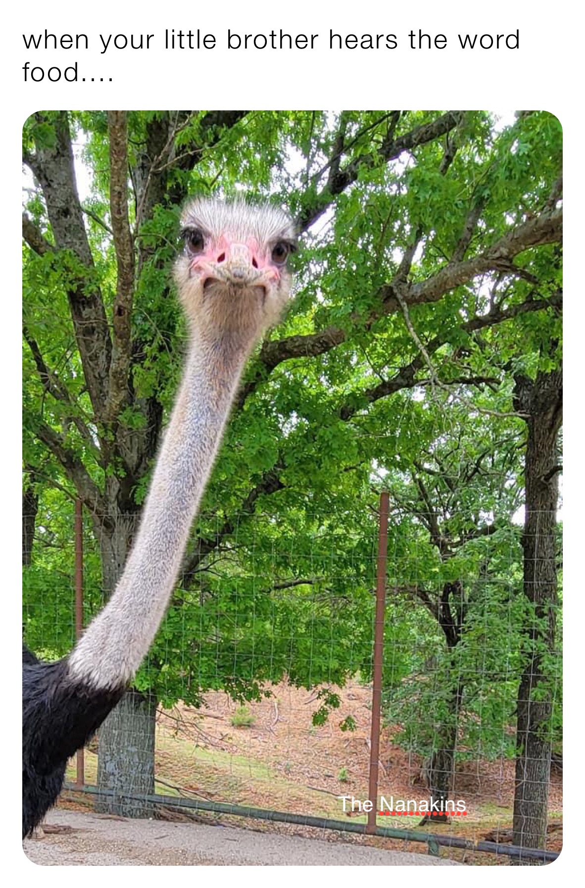 When Your Little Brother Hears The Word Food adrianagebhart Memes