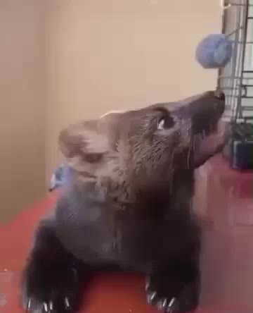 Post by @cheeeze | Memes