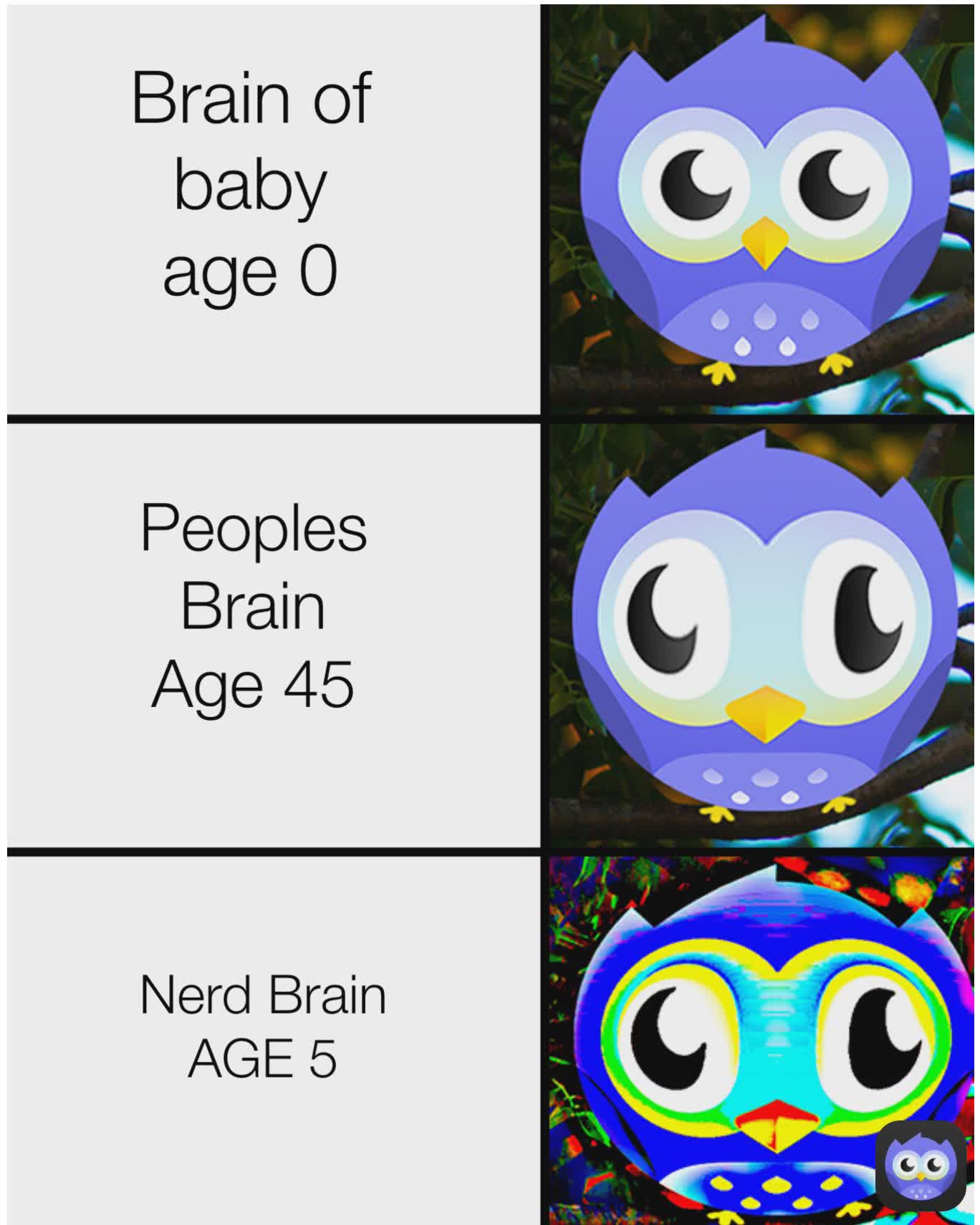 Brain of baby age 0 Nerd Brain AGE 5 Peoples Brain Age 45 | @Masakato ...
