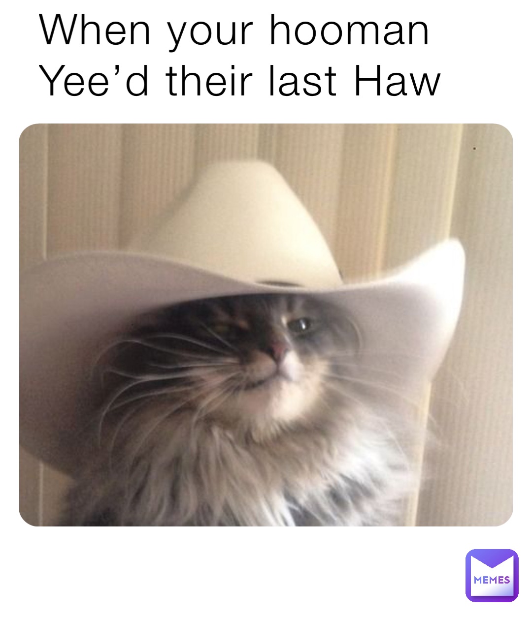 When your hooman Yee’d their last Haw | @DaBlessedOne_MMA | Memes