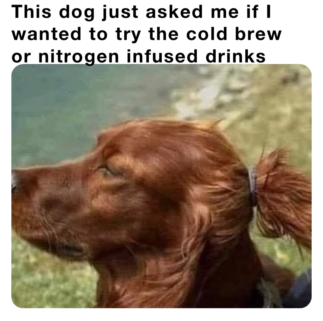 This dog just asked me if I wanted to try the cold brew or nitrogen ...