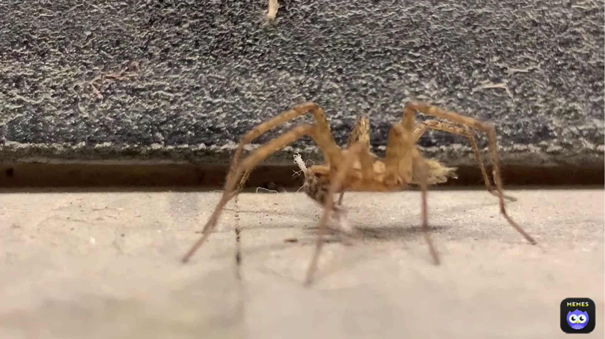 Giant Scary Spiders Memes