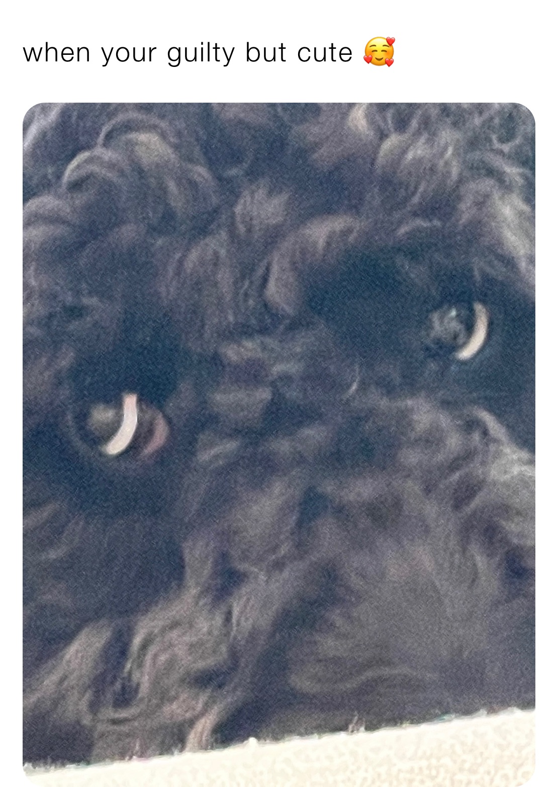 when your guilty but cute 🥰 | @avazoesmith2 | Memes