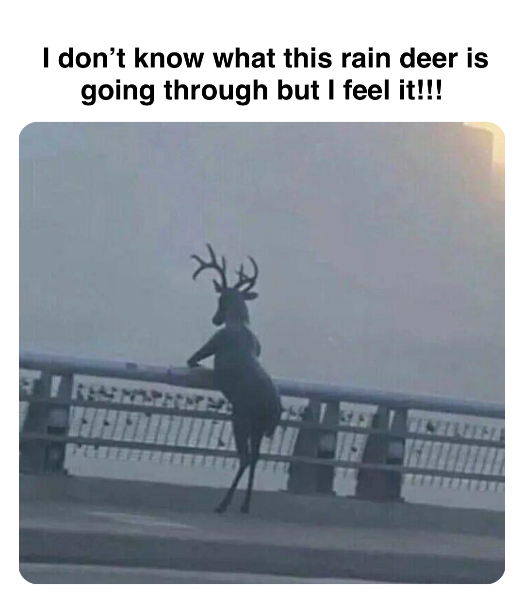 Double tap to edit I don’t know what this rain deer is going through but I feel it ...