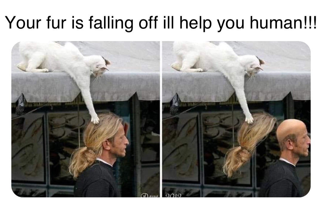 Double tap to edit Your fur is falling off ill help you human ...