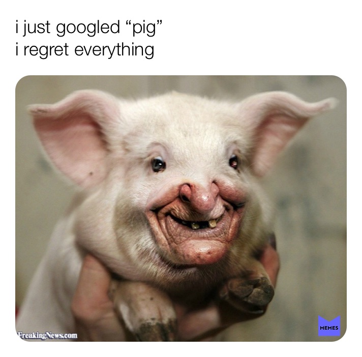 Funny Pig Memes Funny Pig Memes