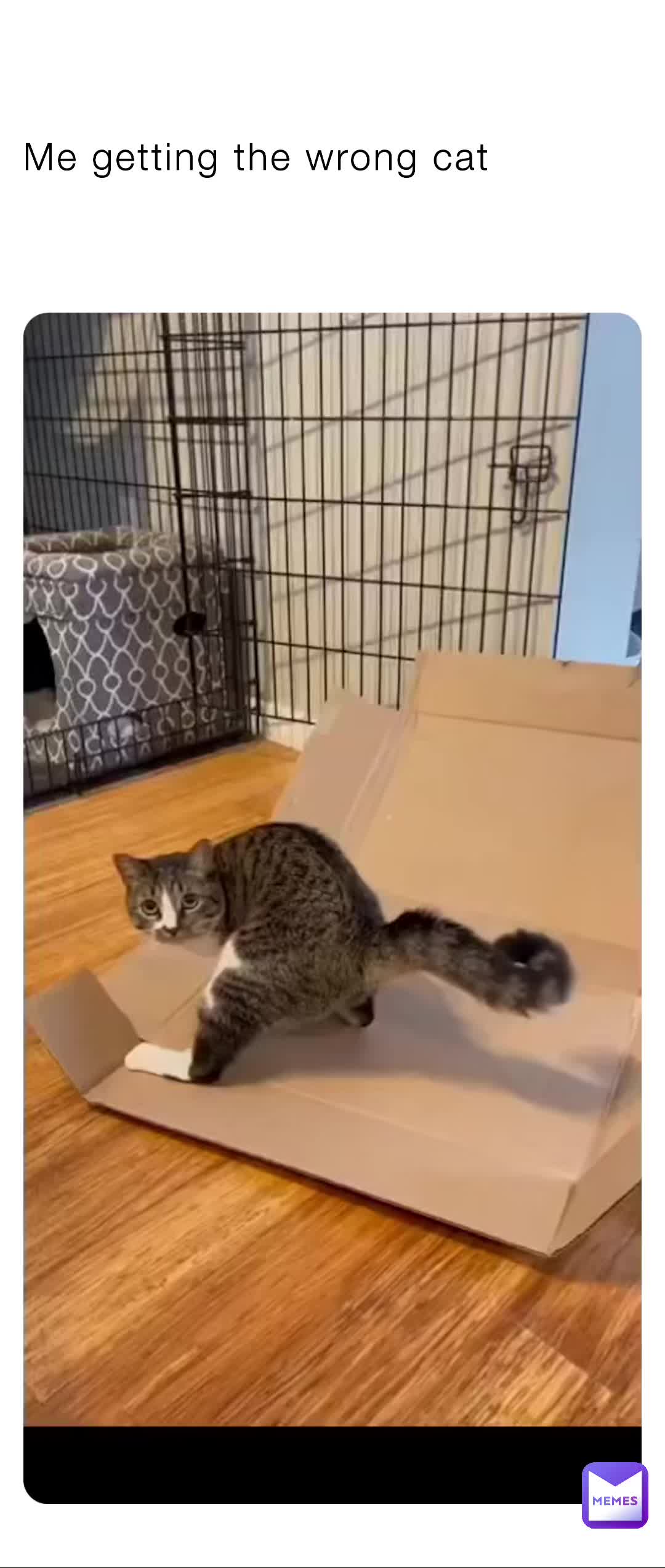 Me getting the wrong cat | @broken_ankles | Memes