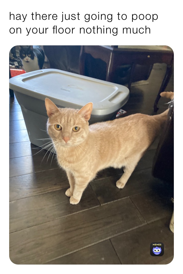 hay there just going to poop on your floor nothing much | @Elle350008 ...