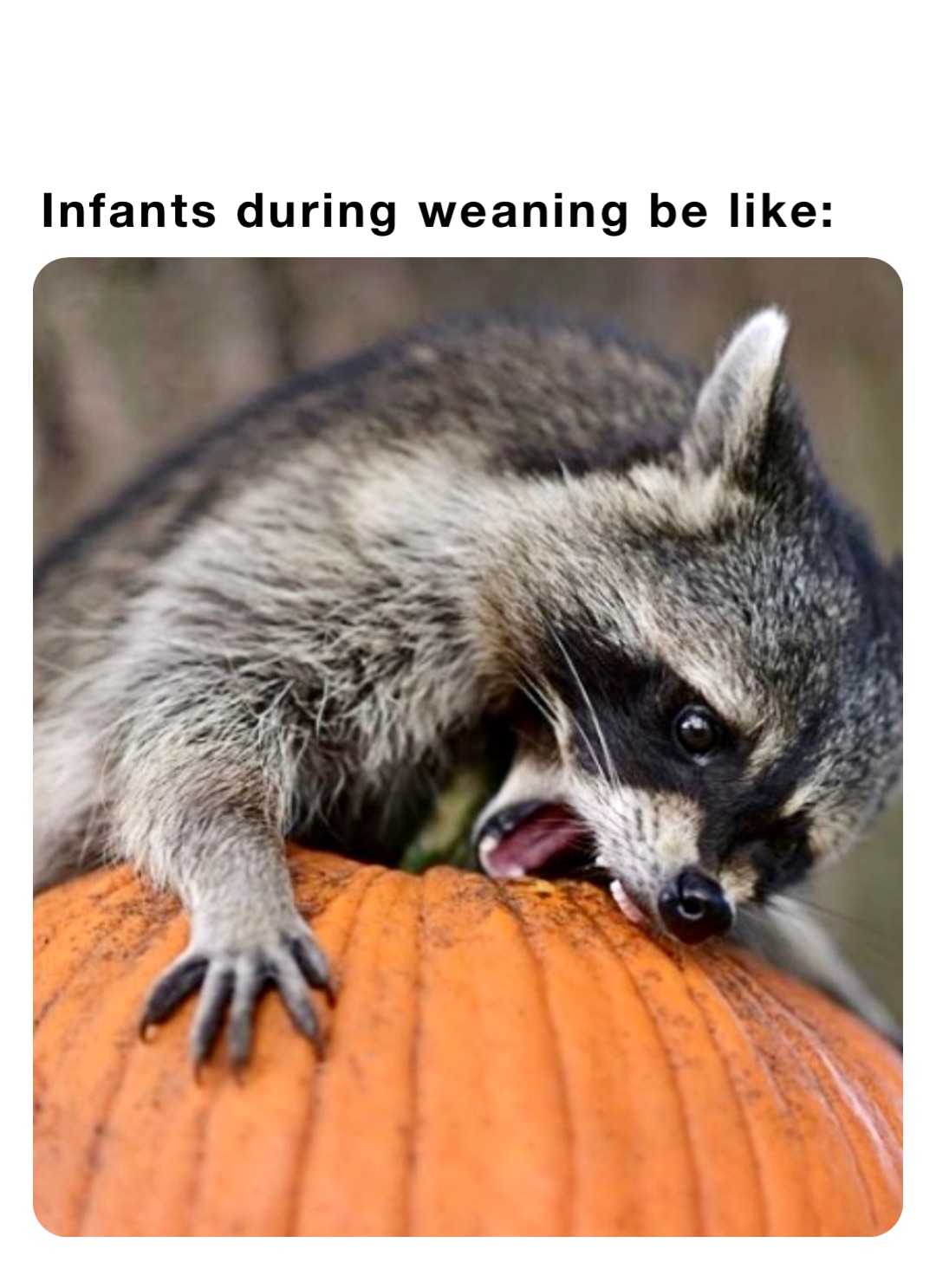 Infants during weaning be like: | @nulord | Memes