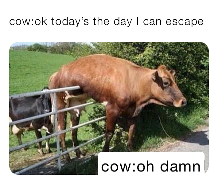 cow:ok today’s the day I can escape | @scux2v5y62 | Memes