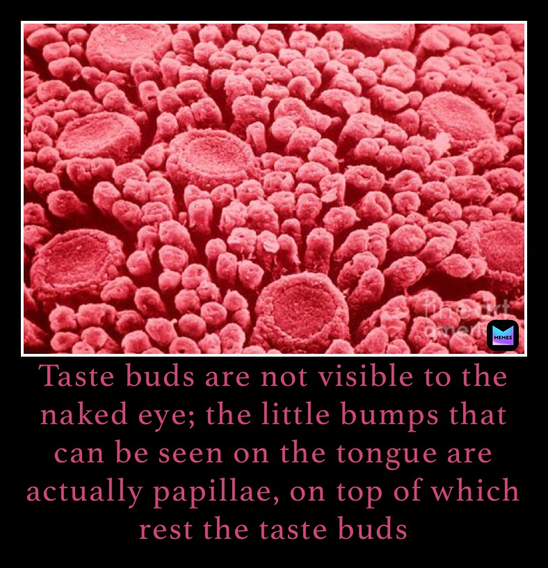 Taste buds are not visible to the naked eye; the little bumps that can ...