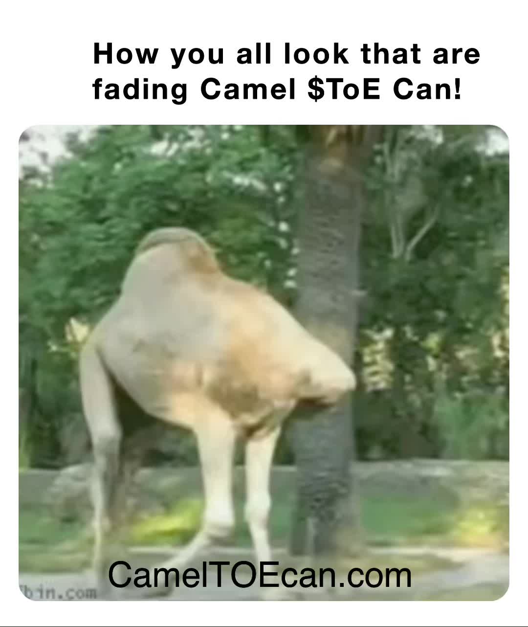 Funny Camel Meme