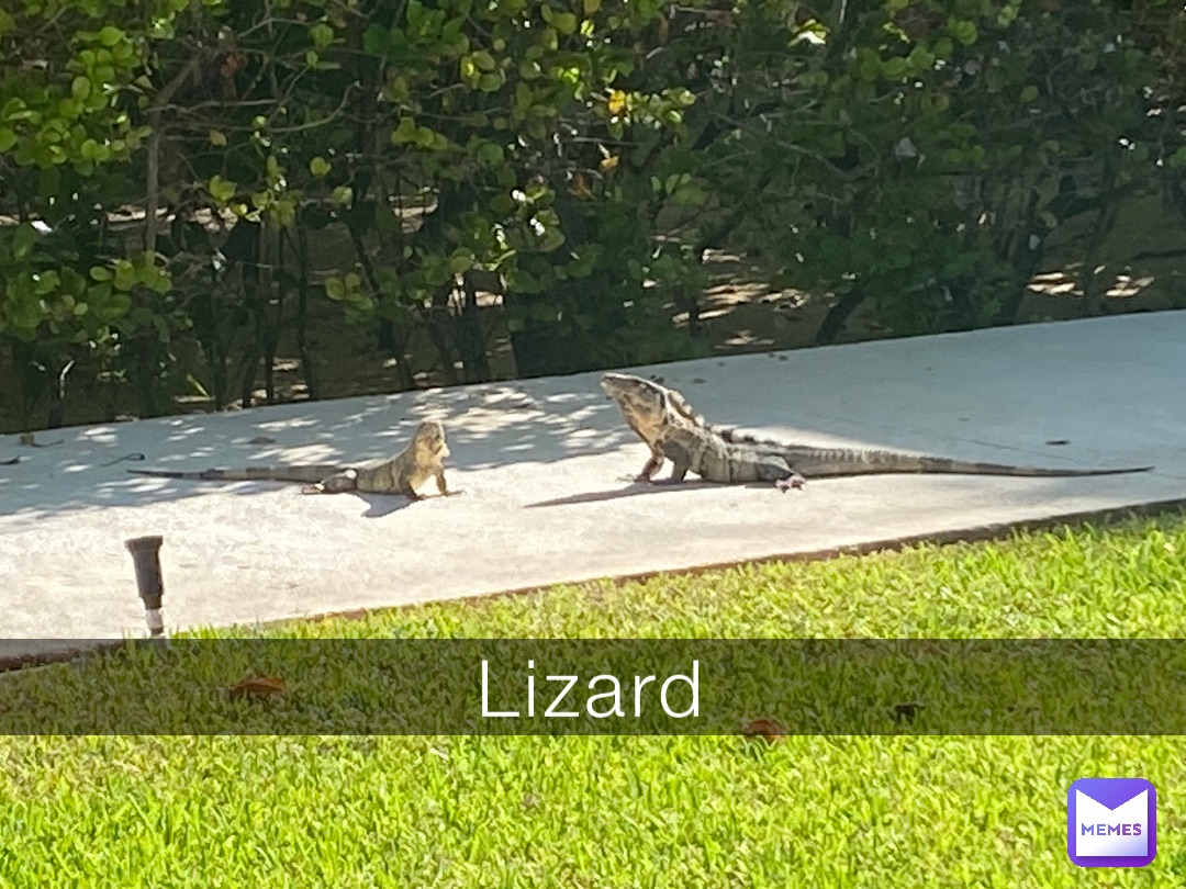 Lizard | @NoobsnWalls | Memes
