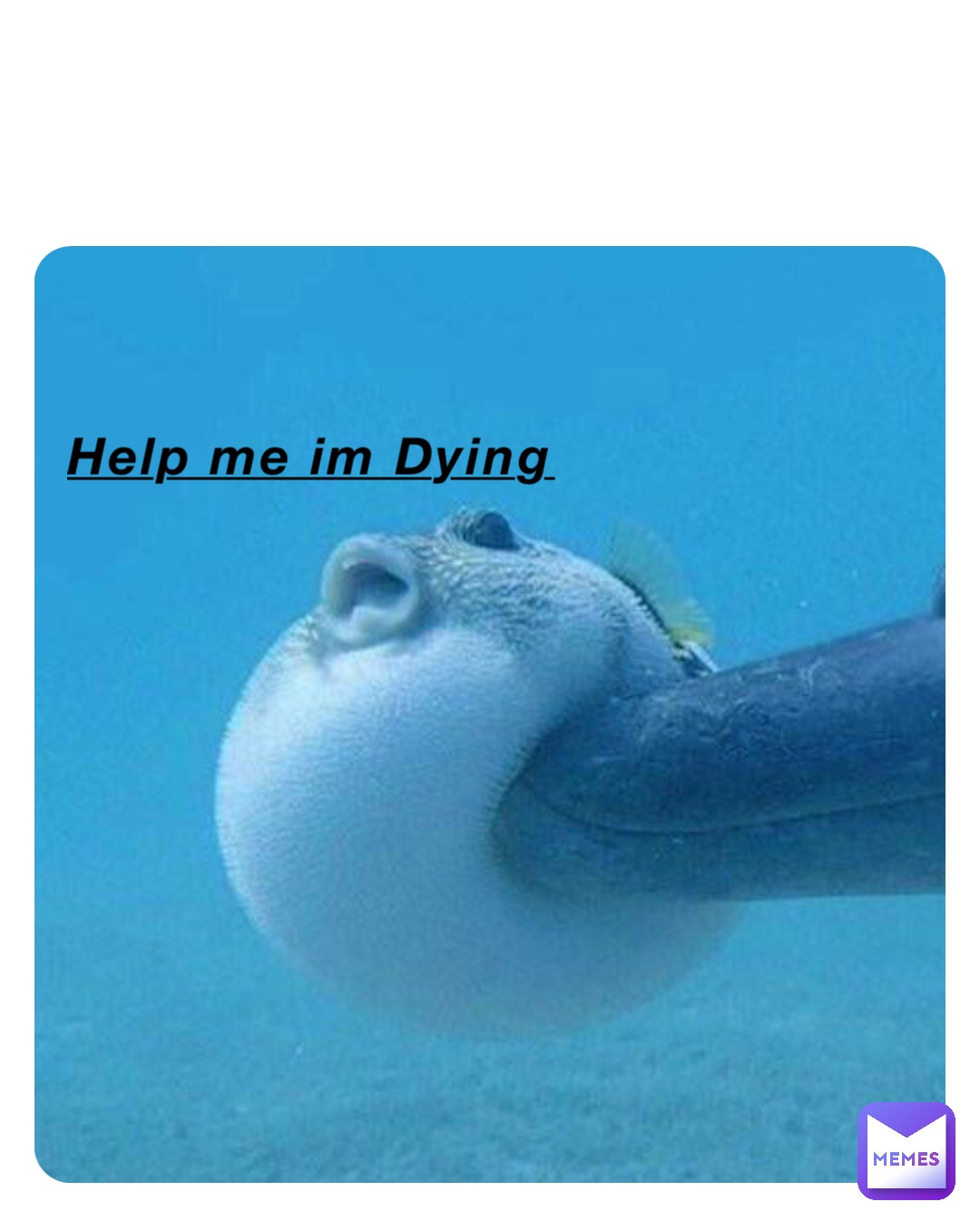 Help Me Im Dying hsheshtb Memes Help Me Im Dying hsheshtb Memes