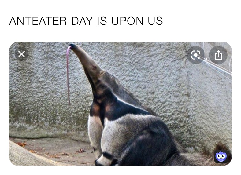 ANTEATER DAY IS UPON US | @the_derpy_anteater | Memes