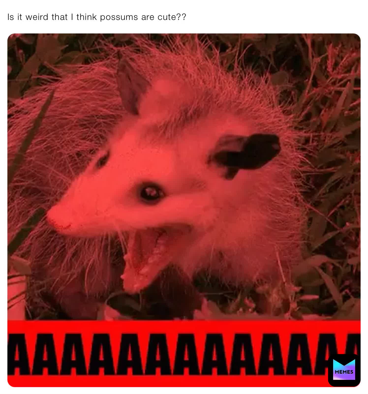 Is it weird that I think possums are cute?? | @The_Rouxls | Memes