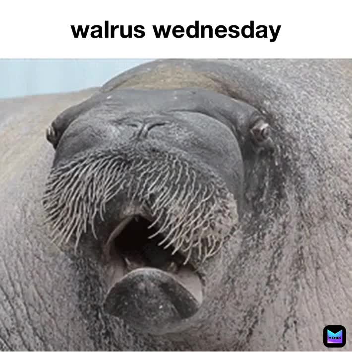 walrus wednesday | @CCBoysMemes | Memes