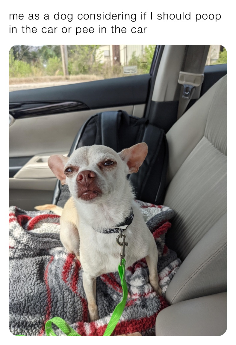 me as a dog considering if I should poop in the car or pee in the car ...