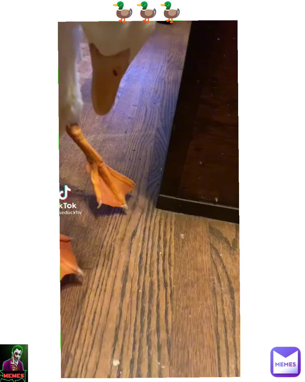 🦆🦆🦆 | @Memes.pl | Memes