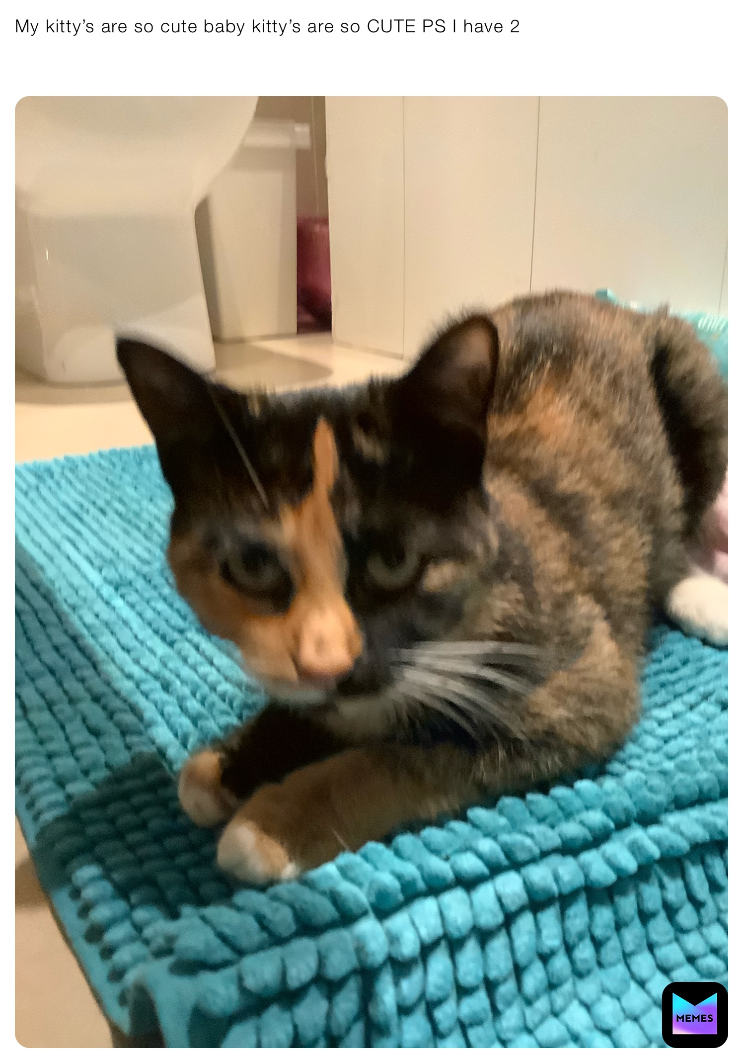 Post by @Kathryn_Cats | Memes