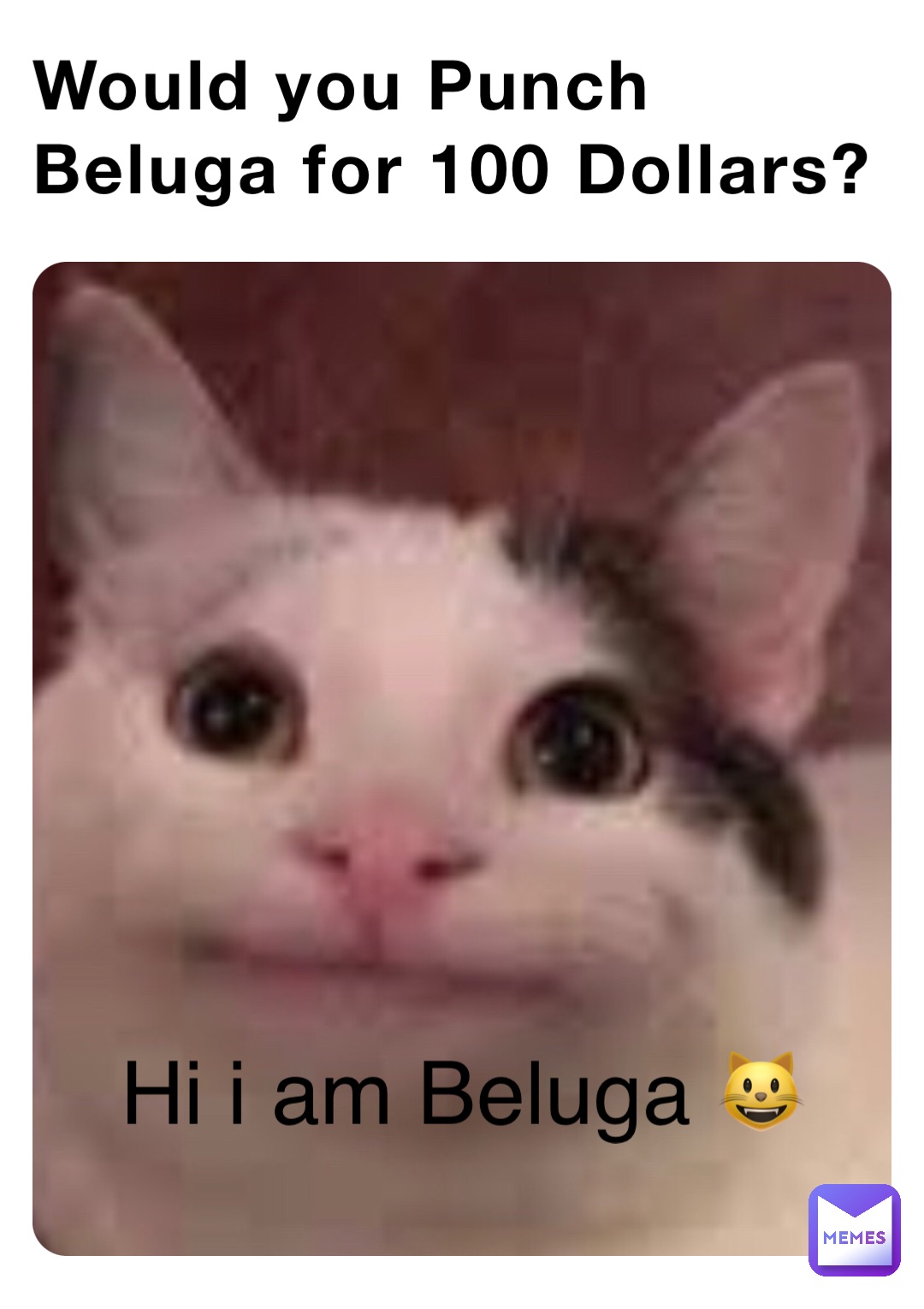 Would you Punch Beluga for 100 Dollars? Hi i am Beluga 😺 | @Killemal ...