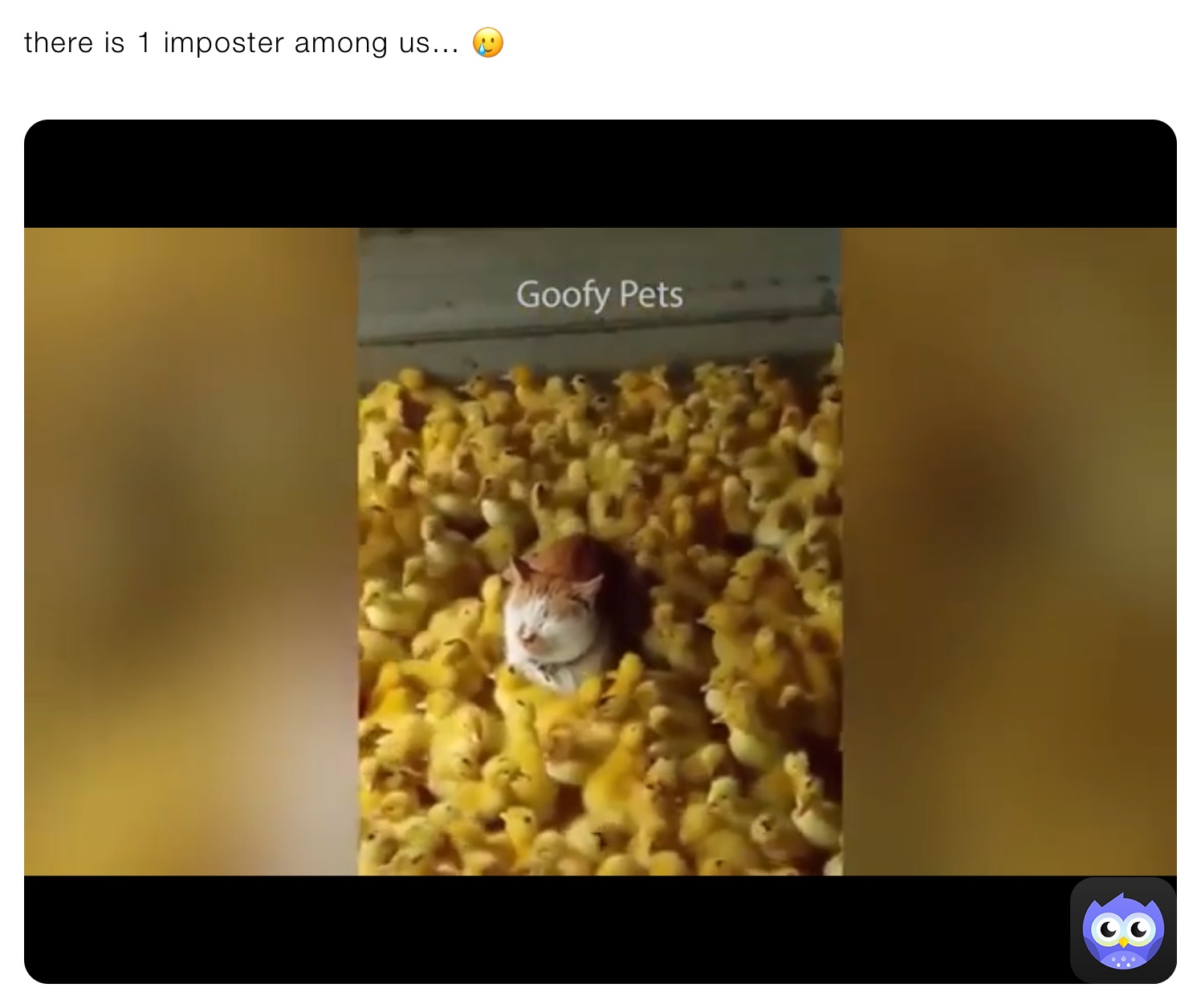 there is 1 imposter among us... 🥲 | @thiccGamingPeppa | Memes