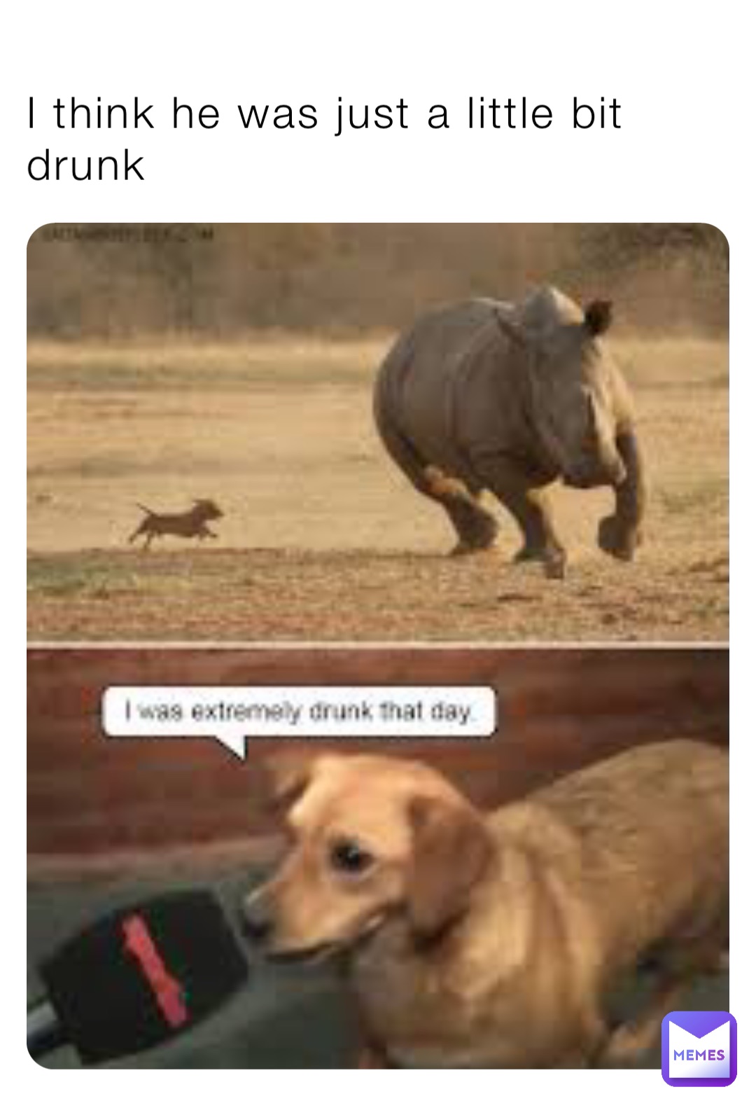 Drunk Dog Meme