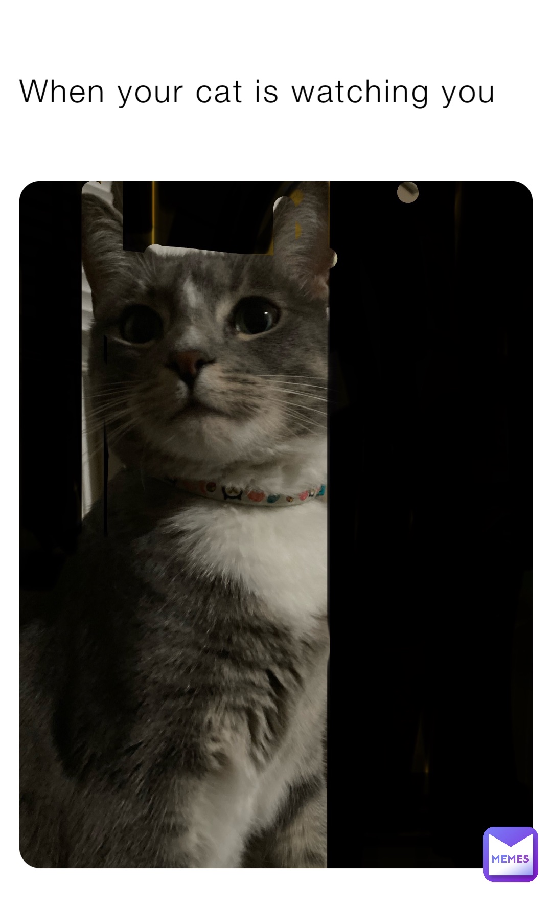 When your cat is watching you | @Spitc31 | Memes