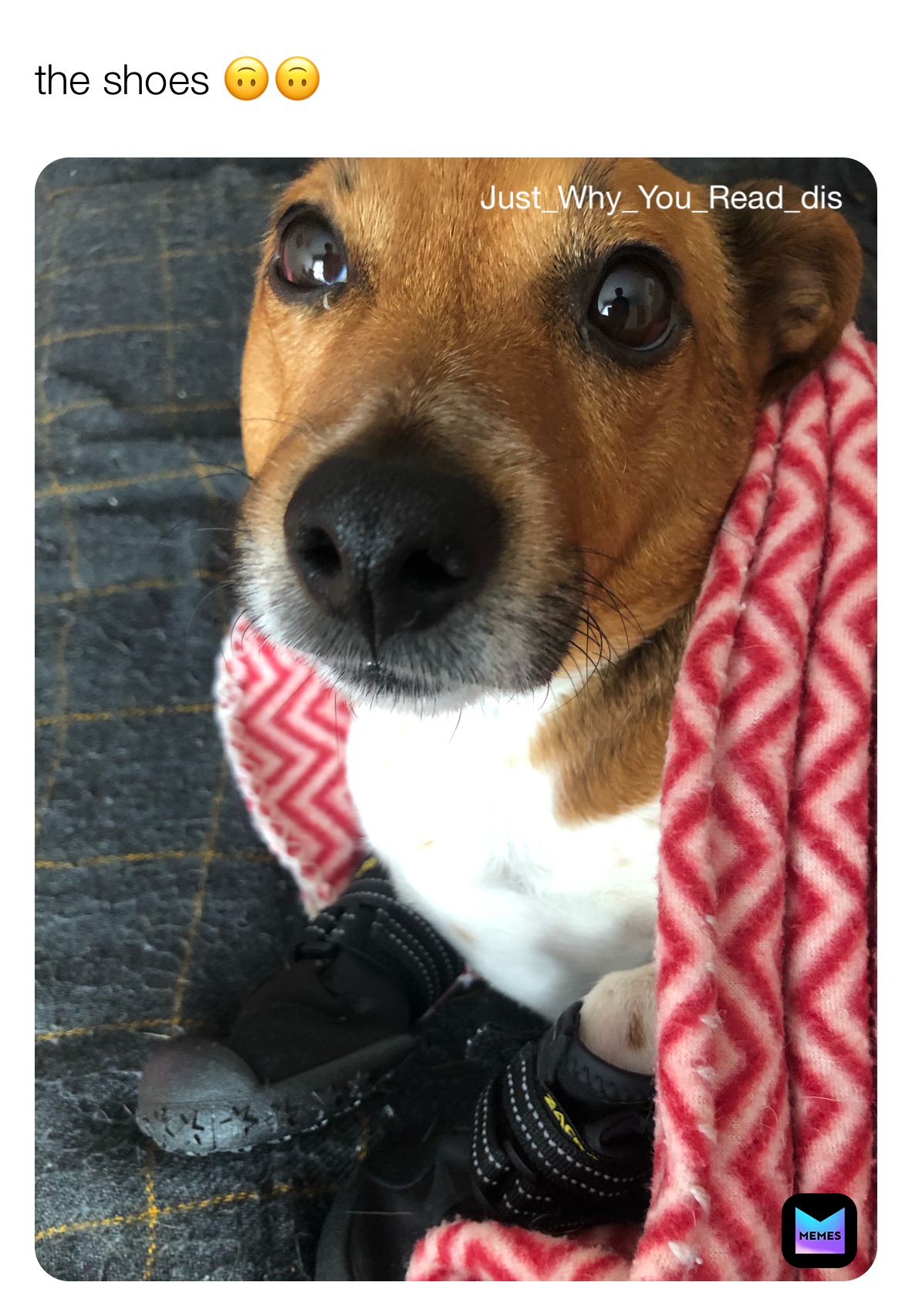 Post by @just_why_you_read_dis | Memes