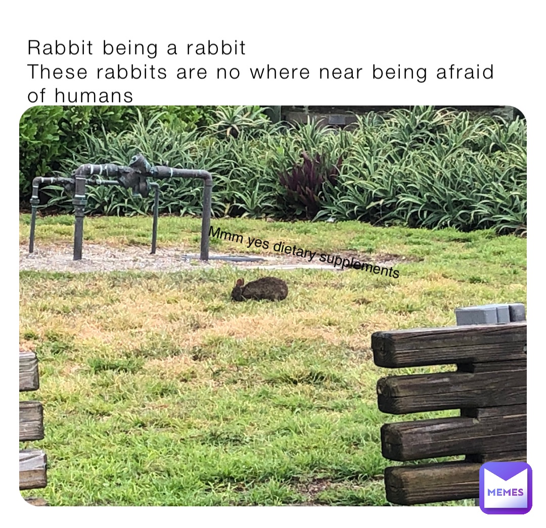 Rabbit being a rabbit These rabbits are no where near being afraid of ...