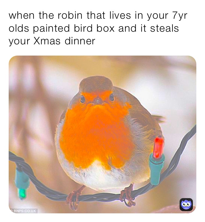 when the robin that lives in your 7yr olds painted bird box and it ...