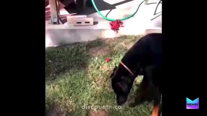 Post by @ree_roo | Memes