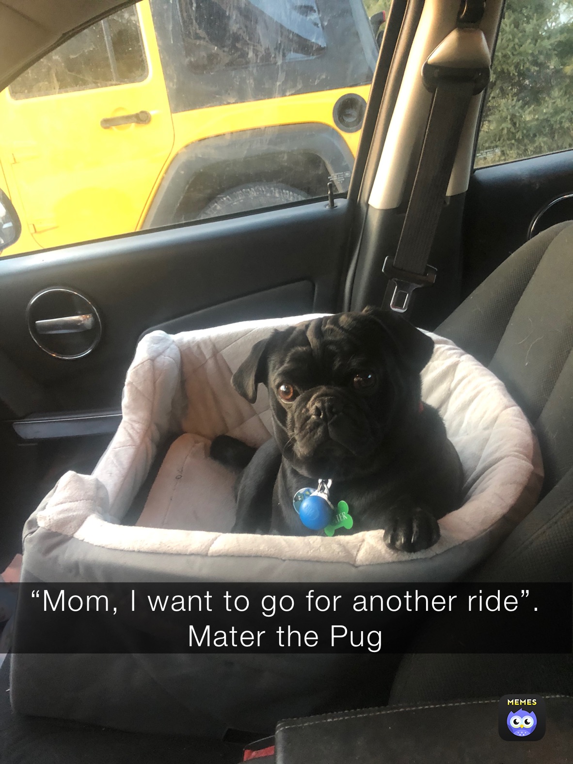 “Mom, I want to go for another ride”. Mater the Pug | @christine.runde ...