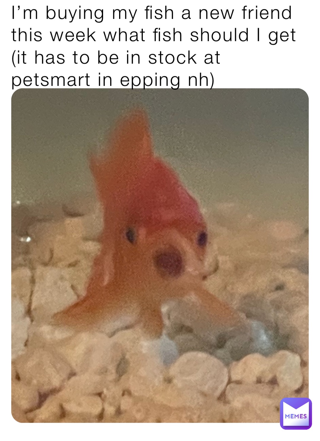 Fish Meme Fishing Memes: 40 Memes To Reel In The Laughs This Summer